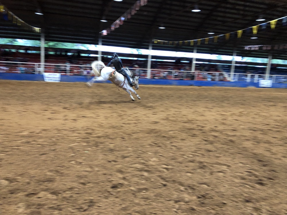 FFA Rodeo winners announced | Hope High School